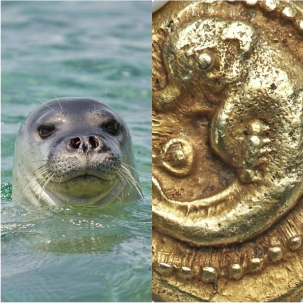 Foca Monje Del Mediterraneo